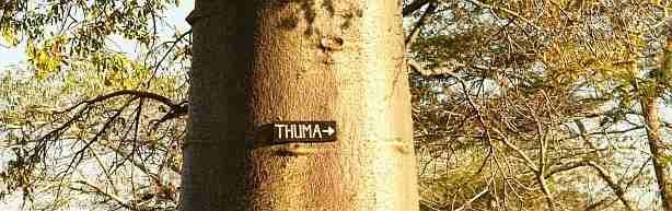 Conservation Of Wildlife, Protection Of African Elephants - Thuma ...